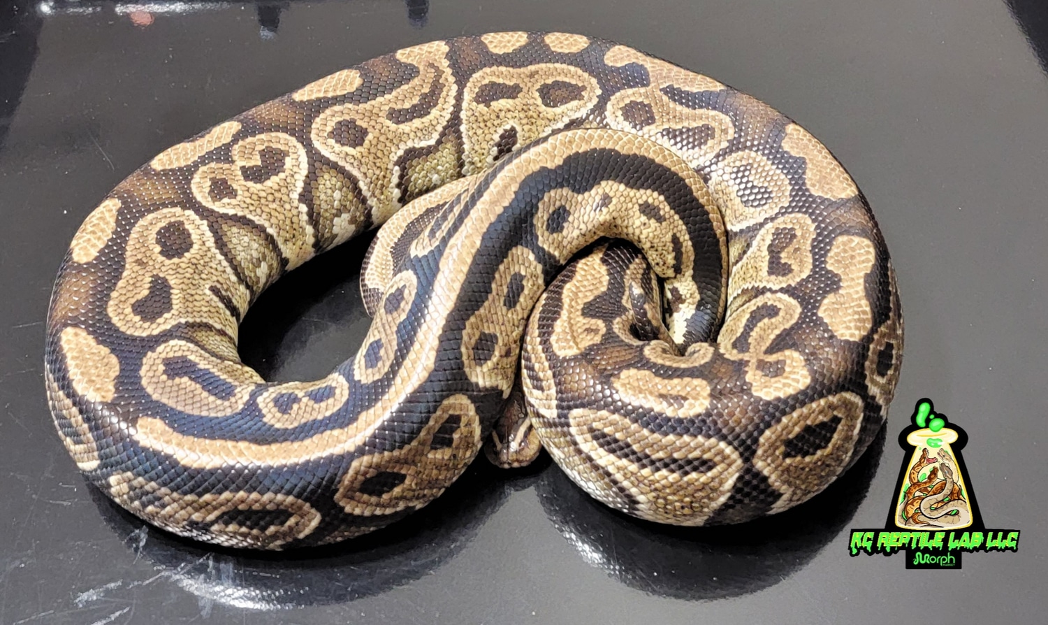 Hurricane 2280 Gr Ball Python by KC Reptile Lab LLC - MorphMarket