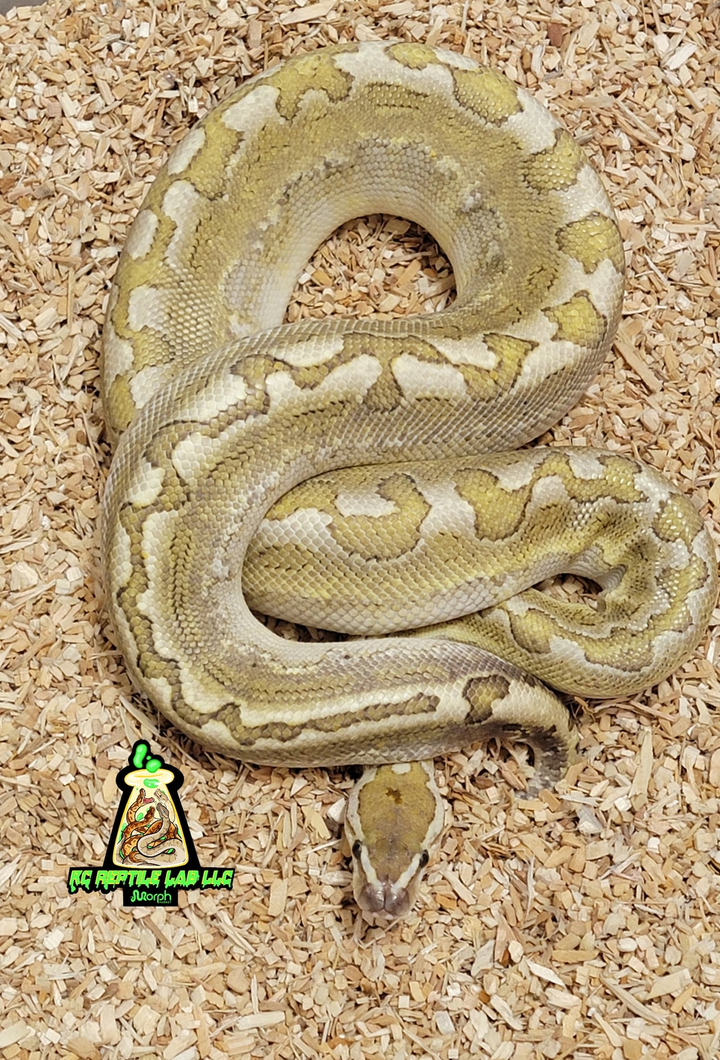 Bamboo Puzzle Ball Python by KC Reptile Lab LLC - MorphMarket