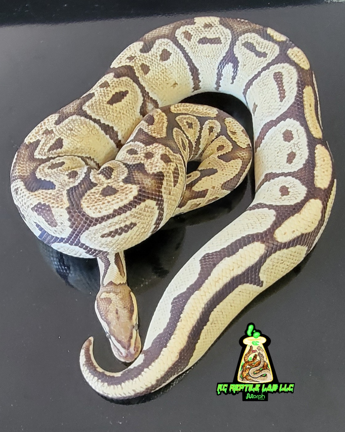 Orange Dream 🍊 Vanilla RTB Ball Python by KC Reptile Lab LLC - MorphMarket