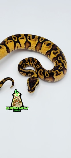 Enchi Pastel Asphalt Ball Python by KC Live Innovation