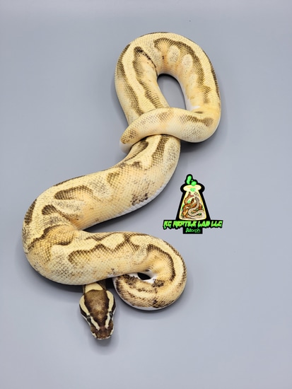 Super Enchi Fire Pied Ball Python by KC Live Innovation