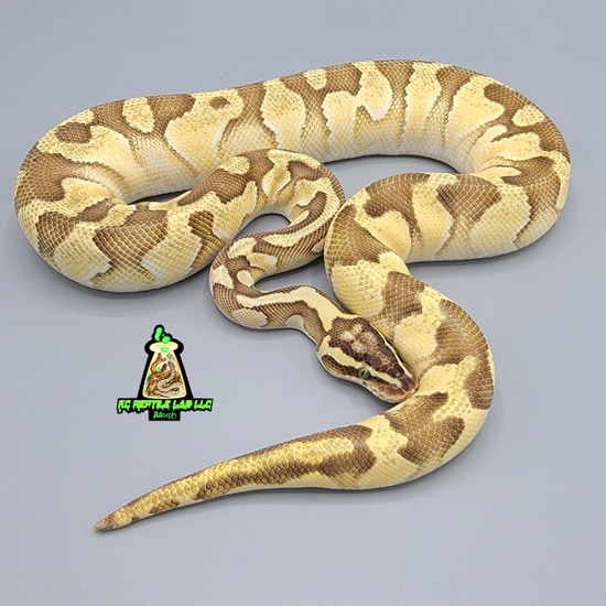 RTB Butter Enchi Pastel Yellowbelly/Asphalt Ball Python by KC Reptile ...