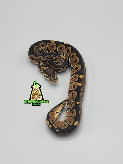 Het Red Axanthic Het Monarch F2 Ball Python by KC Reptile Lab LLC