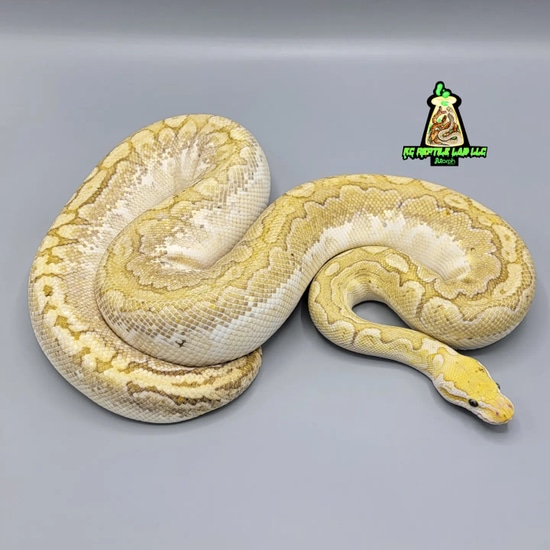 RTB Super Lemon Pastel Bamboo HRA Het Pied Ball Python by KC Live ...