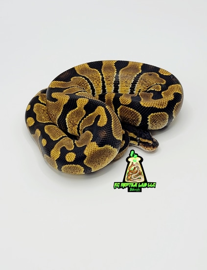 Enchi Het Monarch Ball Python by KC Live Innovation