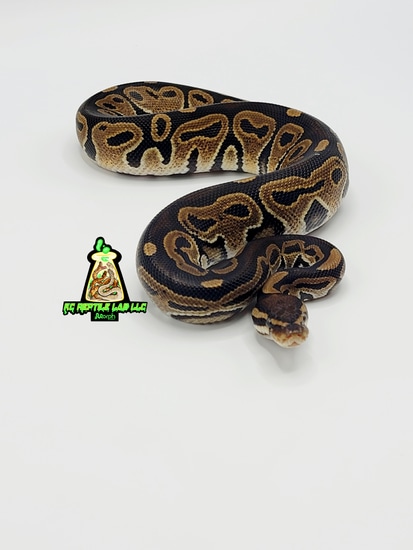 Het Red Axanthic Het Monarch Ball Python by KC Reptile Lab LLC