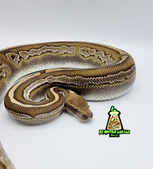 Lesser Mahogany RTB Ball Python by KC Reptile Lab LLC