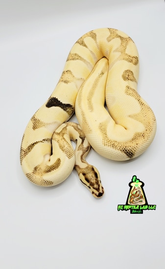 RTB Super Orange Dream 🍊 Fire Enchi Paradox Poss Blaze Ball Python by ...