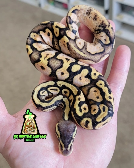 Furrow Citrus Pastel Calico Regiusco Line Ball Python by KC Reptile Lab LLC