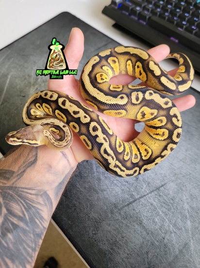 Furrow Cypress Lemon Pastel Ball Python by KC Live Innovation