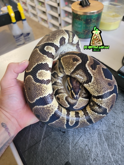 Yellowbelly Het Monarch RTB Ball Python by KC Reptile Lab LLC