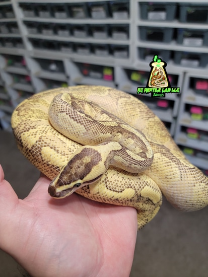 Super Enchi Fire Yellowbelly Het Monarch Ball Python by KC Live Innovation