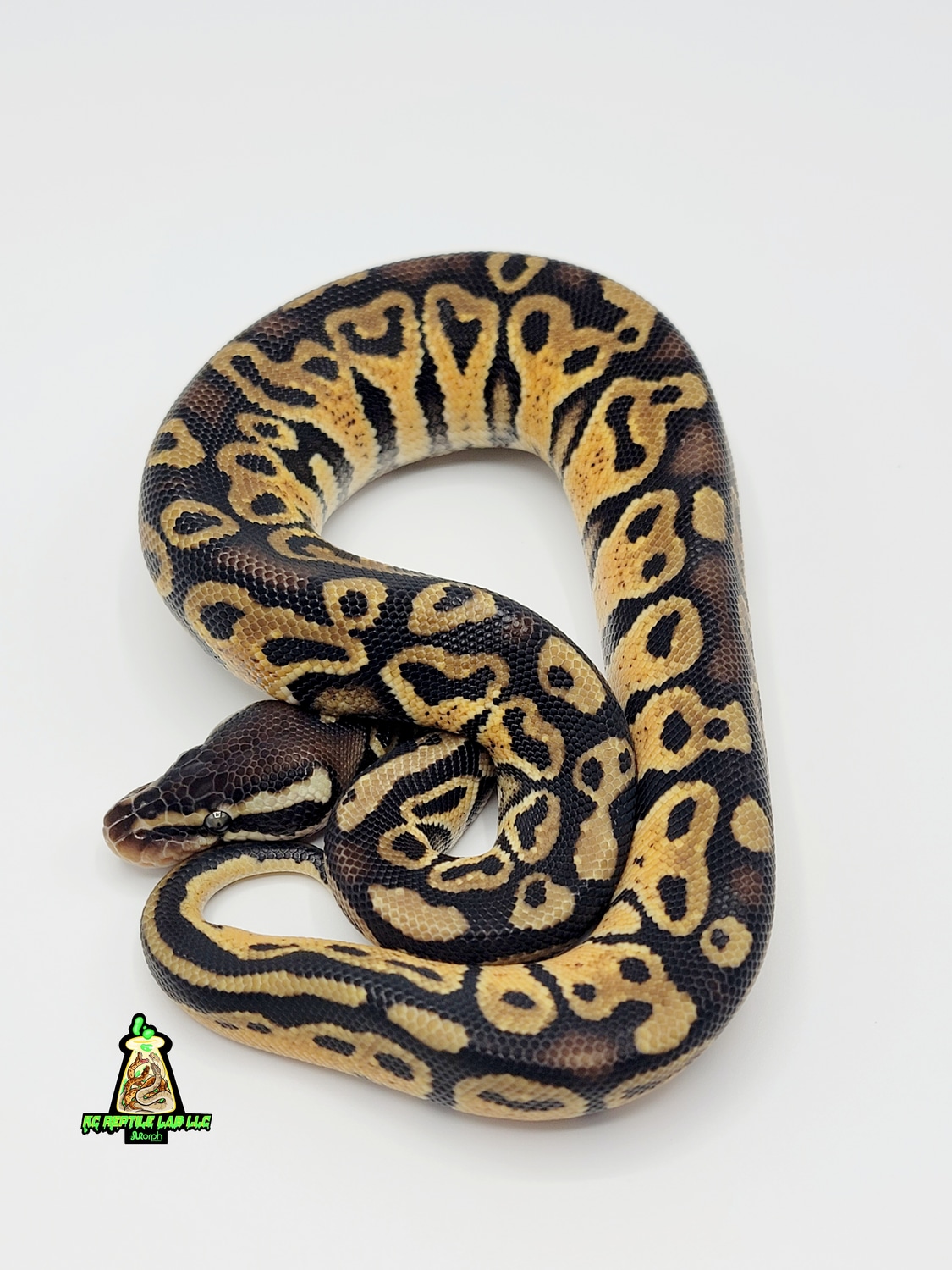 Het Monarch Hurricane 🌀 Pastel Blk Friday Sale Ball Python by KC ...