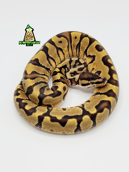 Hidden Gene Woma Enchi Asphalt/Yellowbelly Ball Python by KC Reptile ...