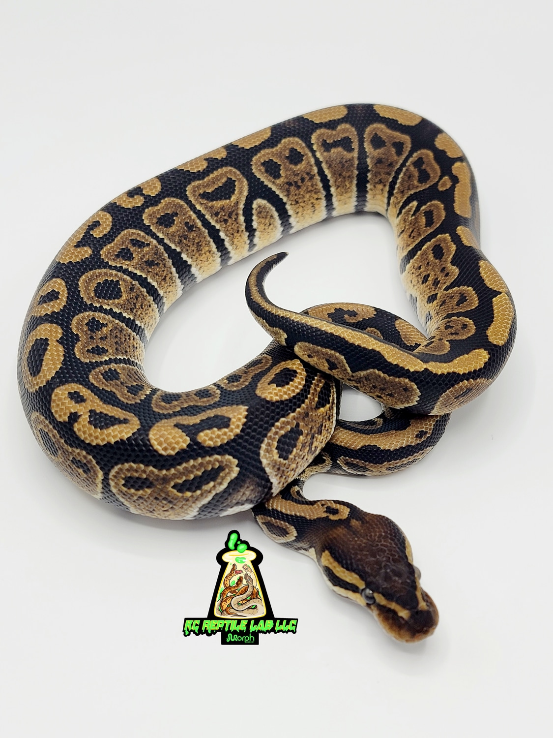 Furrow Mahogany Ball Python by KC Reptile Lab LLC - MorphMarket
