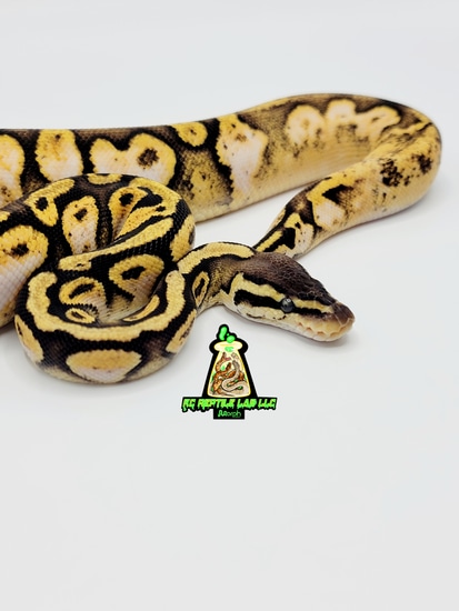 Furrow Citrus Pastel Calico Regiusco Line Ball Python by KC Live Innovation
