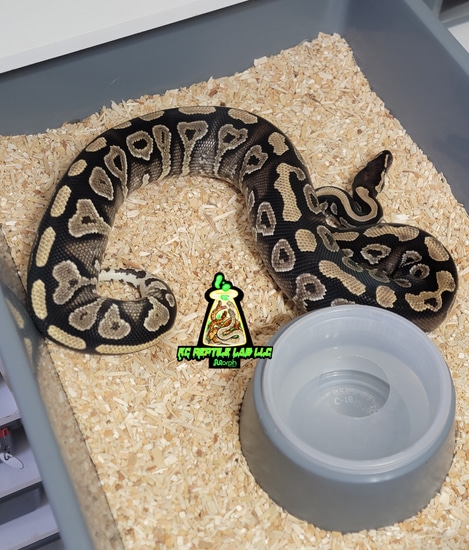 Mystic Asphalt Ball Python by KC Live Innovation