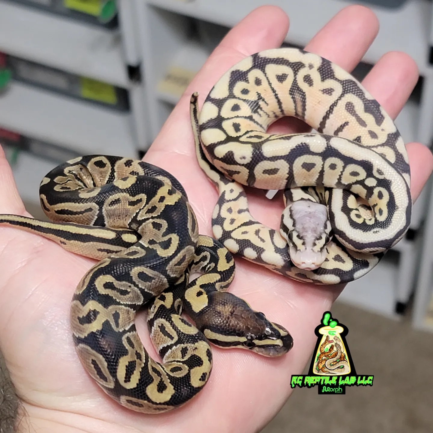 1.1 Super Pastel Spotnose DH Monarch Hypo & Classic DH Monarch Hypo ...