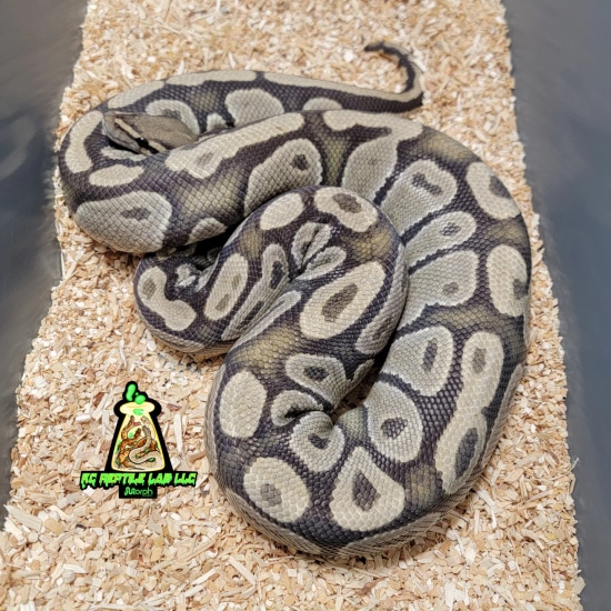 RTB Hypo 👻 66% Het Pied Ball Python by KC Reptile Lab LLC