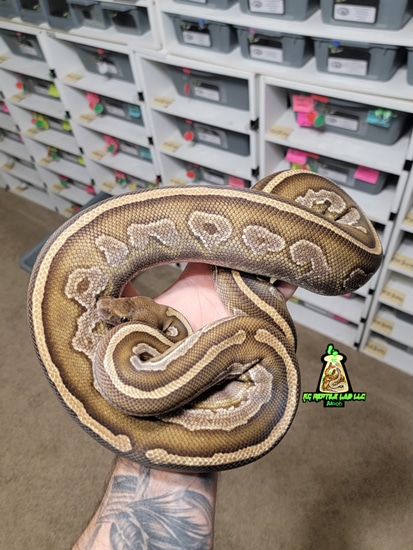 RTB Mahogany Lesser Ball Python by KC Live Innovation