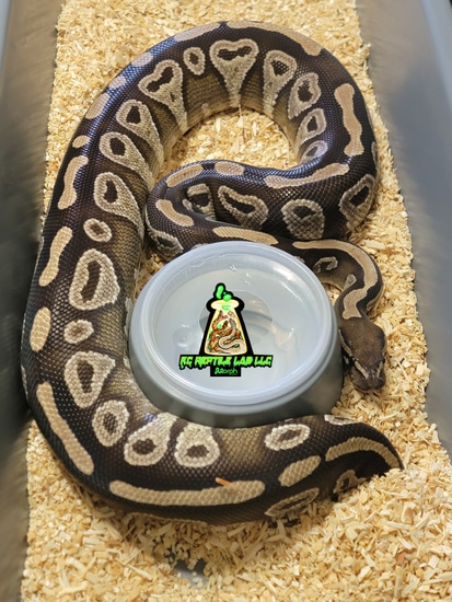 Mojave Het Monarch PB RTB Now Ball Python by KC Reptile Lab LLC
