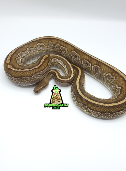 RTB Mahogany Lesser PB Ball Python by KC Live Innovation