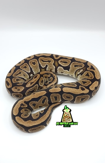 Trick PB (+Dinker) Ball Python by KC Live Innovation