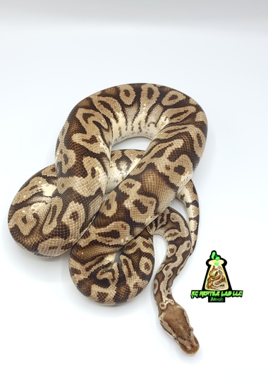 Inferno Ball Python by KC Reptile Lab LLC