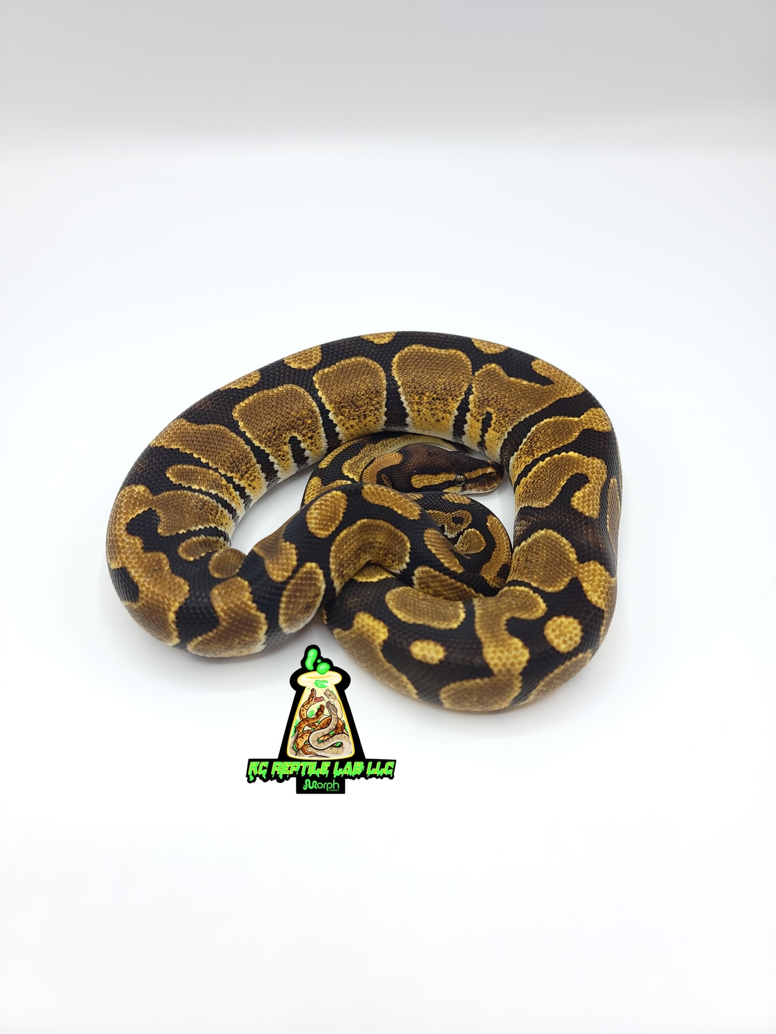 Enchi Het Monarch Ball Python by KC Reptile Lab LLC - MorphMarket