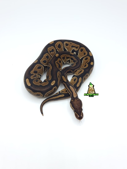 SALE Het Red Axanthic Het Monarch Ball Python by KC Reptile Lab LLC