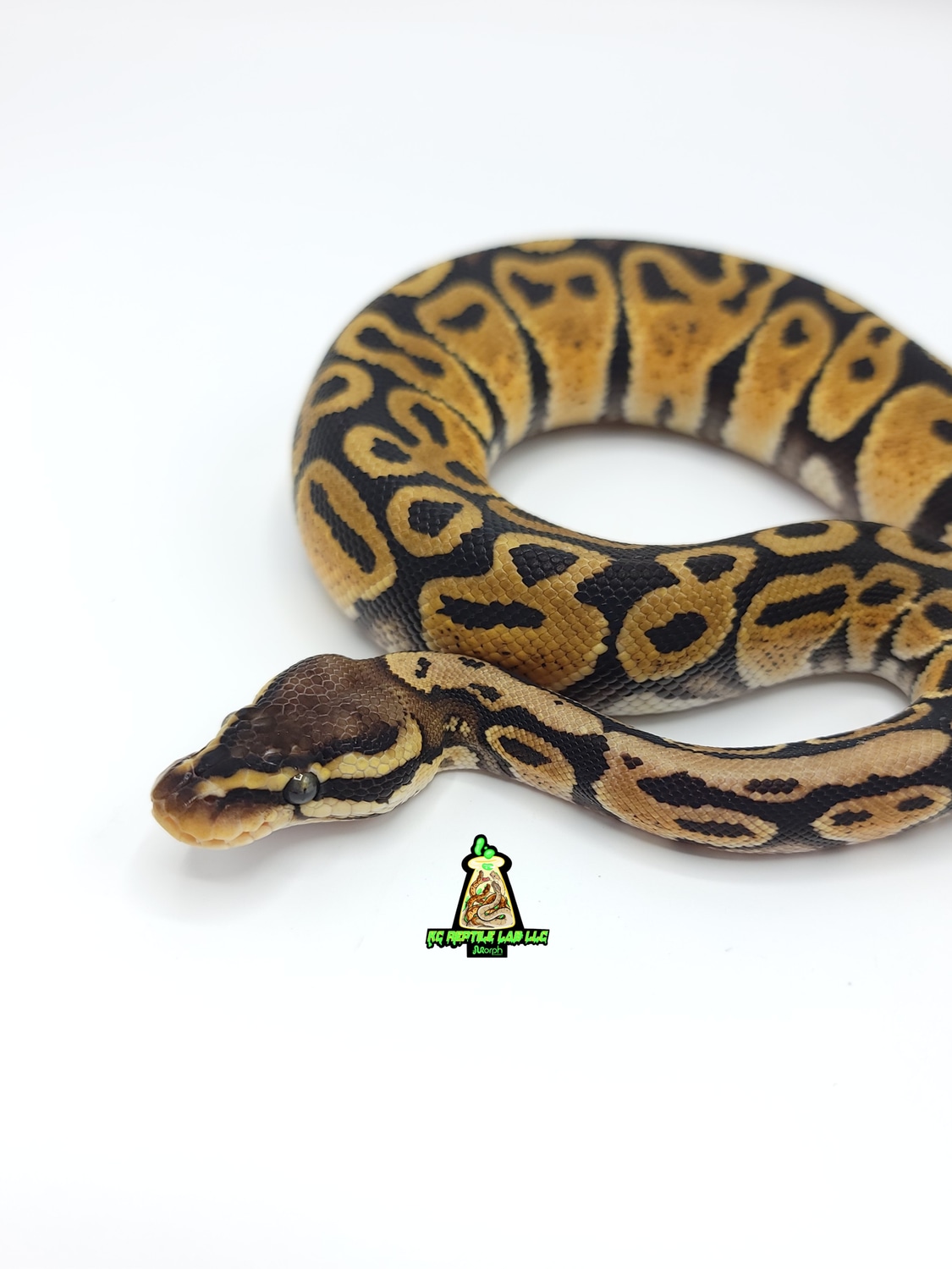 Furrow Citrus Pastel Ball Python by KC Reptile Lab LLC - MorphMarket