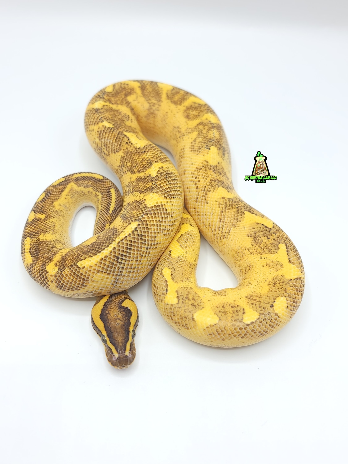 Super Enchi Freeway M1 Ball Python By KC Reptile Lab LLC MorphMarket super-enchi-freeway-m1-ball-python-by-kc-reptile-lab-llc-morphmarket