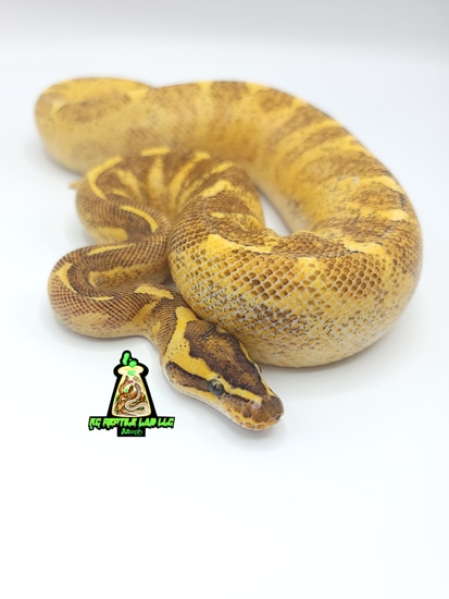 Super Enchi Freeway M2 Ball Python by KC Live Innovation