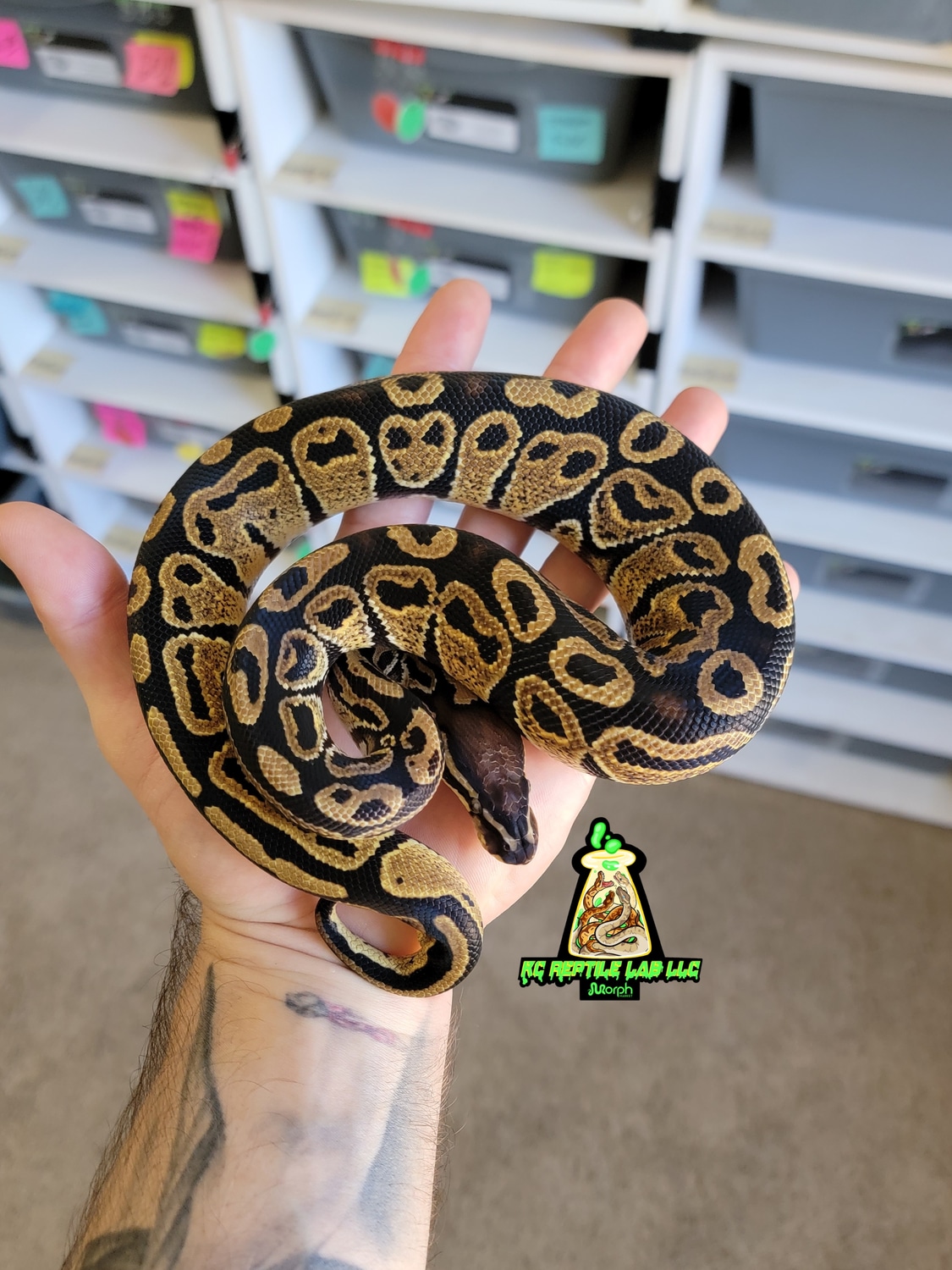 Hurricane 🌀 Het Monarch Ball Python by KC Reptile Lab LLC - MorphMarket