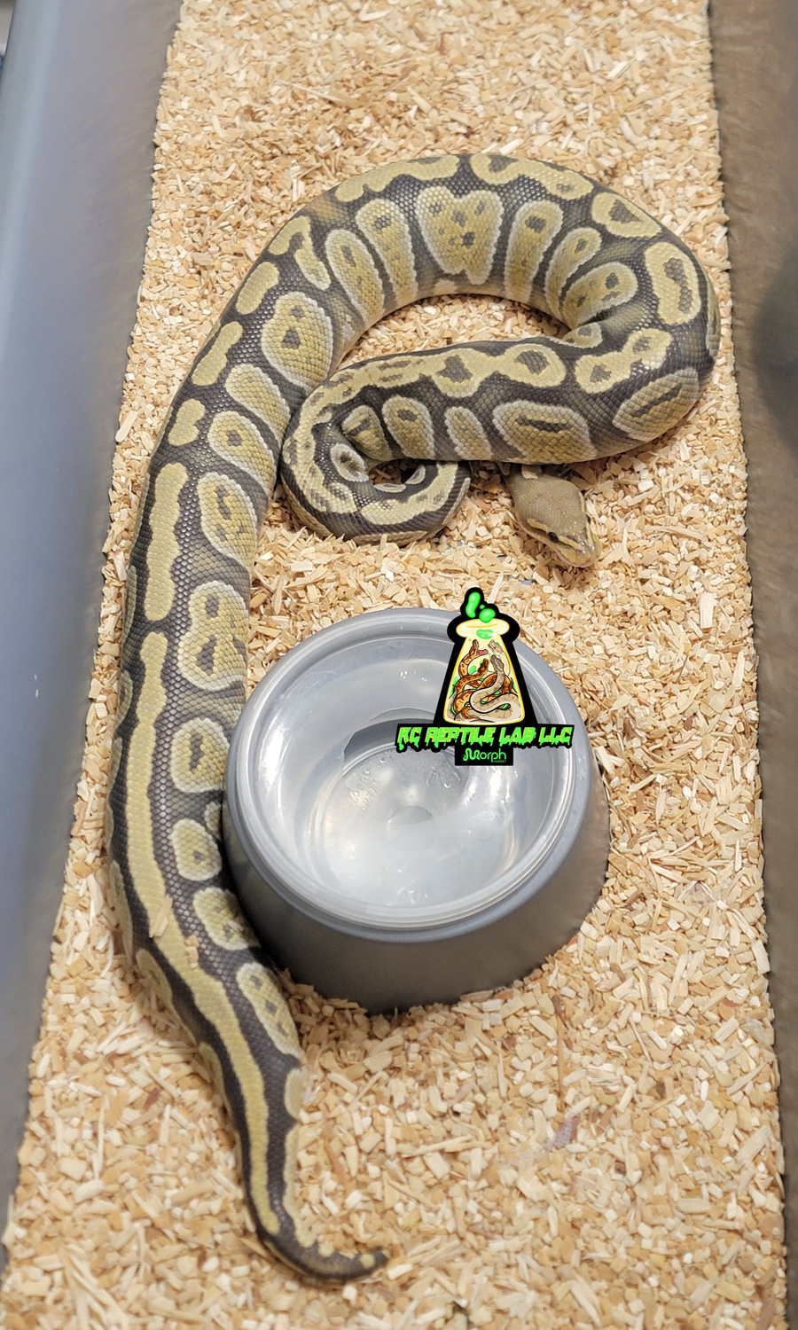 Cypress Hypo RTB Building Ball Python by KC Reptile Lab LLC - MorphMarket