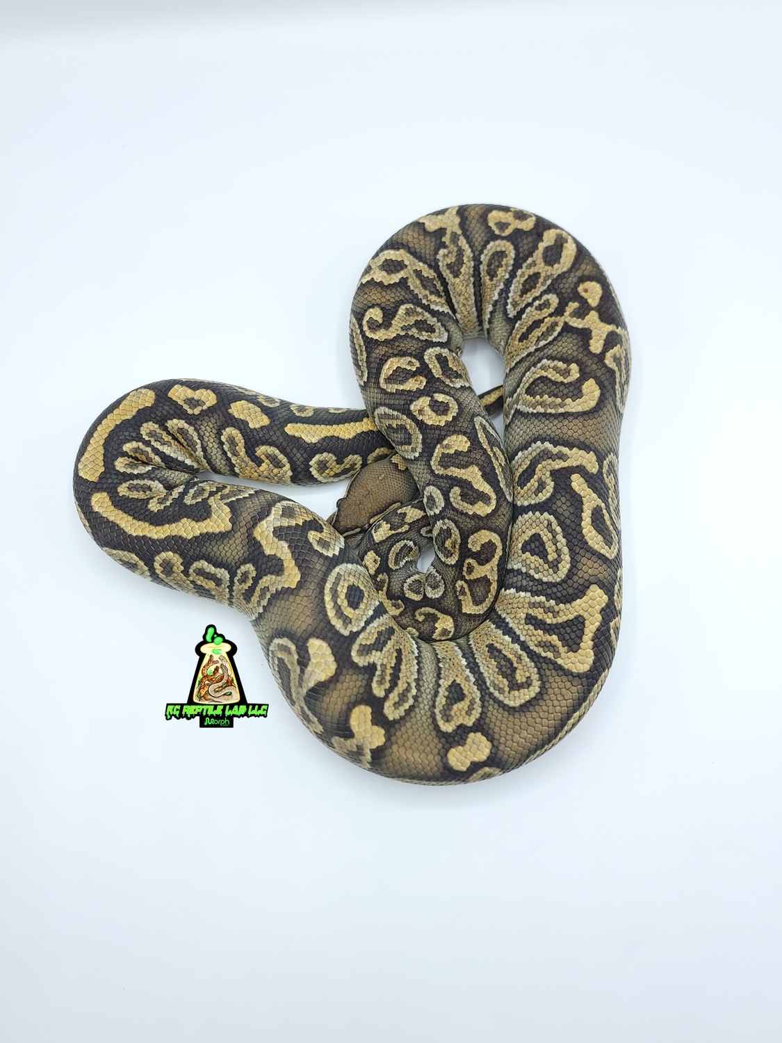 Hurricane 🌀 Hypo Han Winner Stock Ball Python by KC Reptile Lab LLC ...