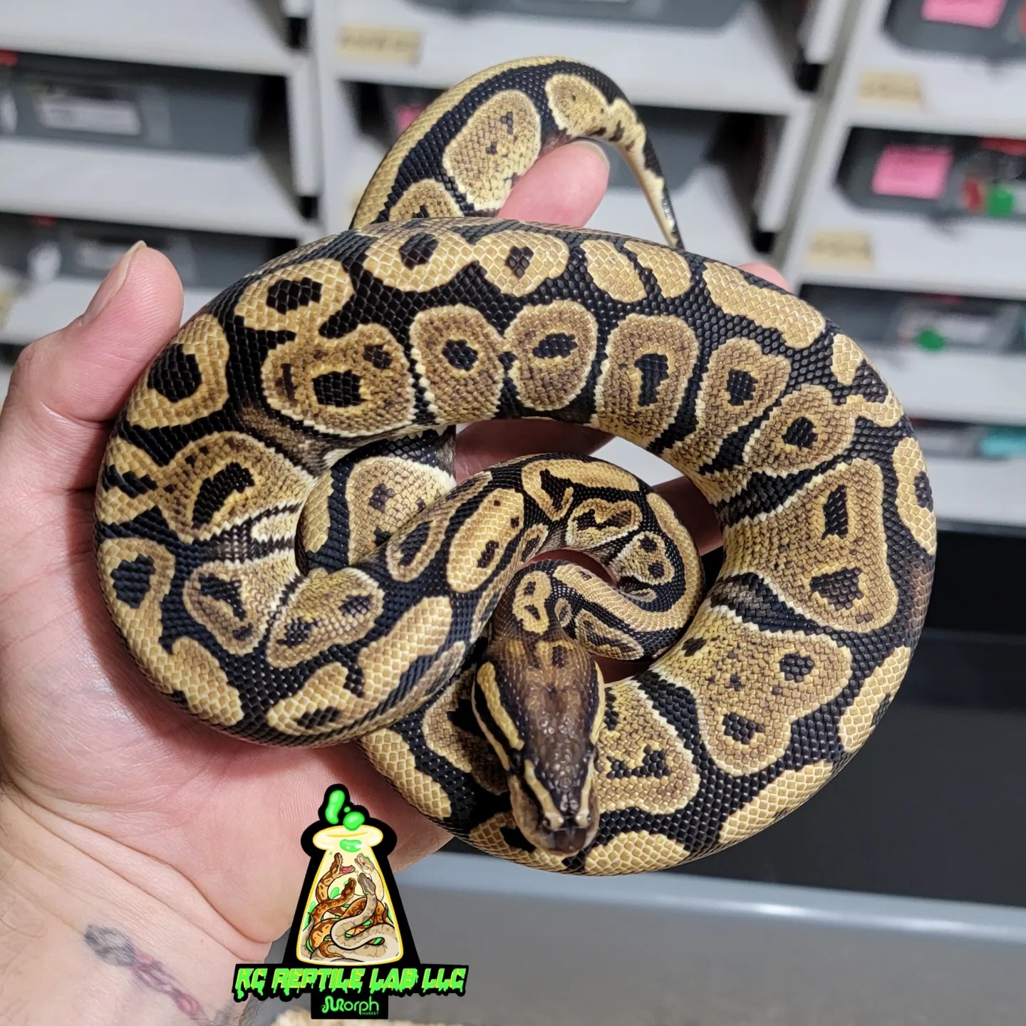Furrow Trick Ball Python by KC Reptile Lab LLC - MorphMarket