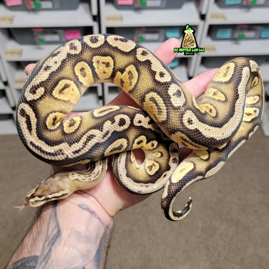 Furrow Cypress Lemon Pastel Ball Python by KC Live Innovation
