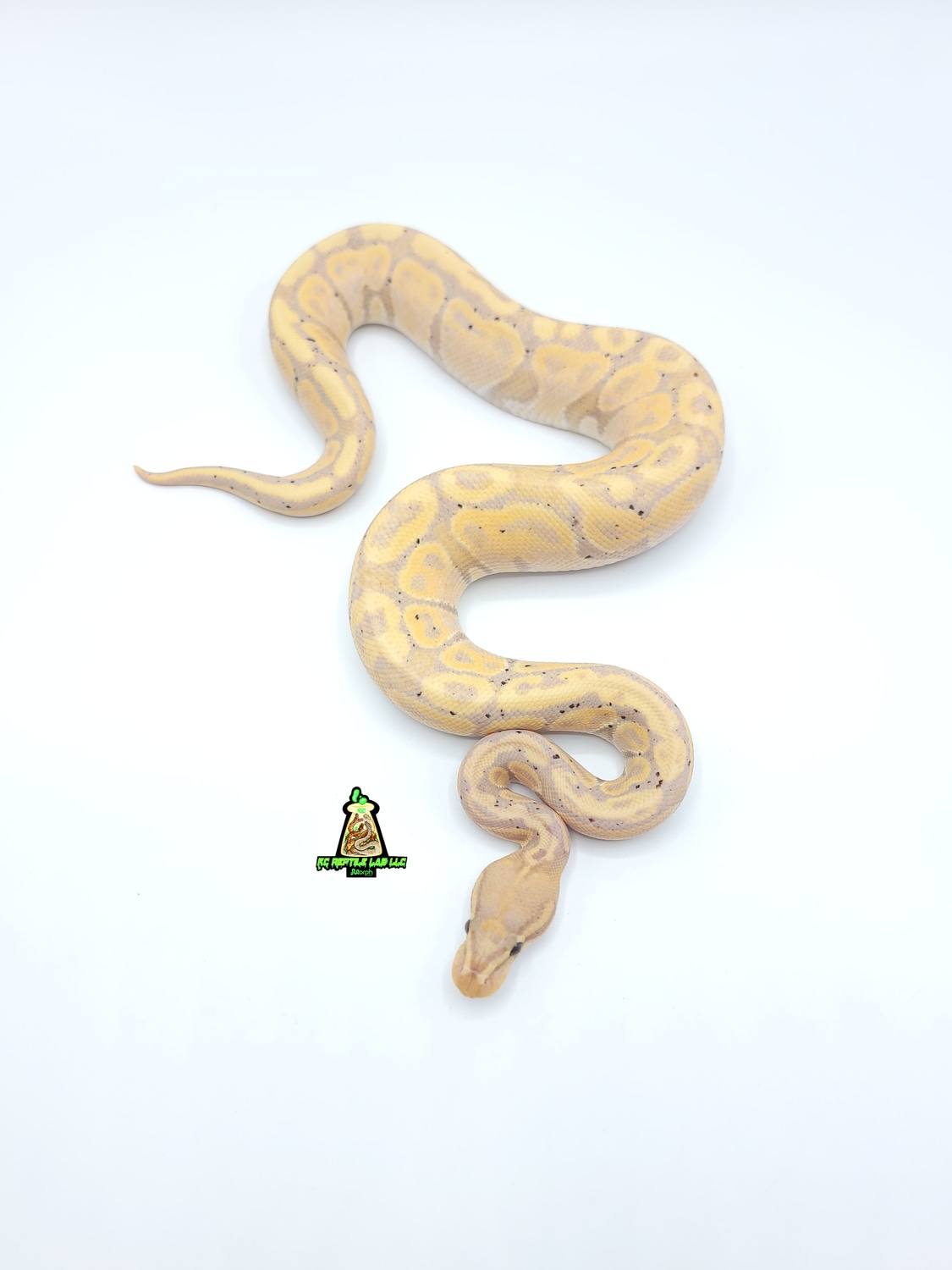 Furrow Coral Glow (Banana) Ball Python by KC Reptile Lab LLC - MorphMarket