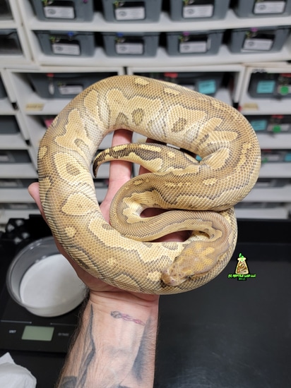 Furrow Mojave Yellowbelly Clown RTB Ball Python by KC Live Innovation