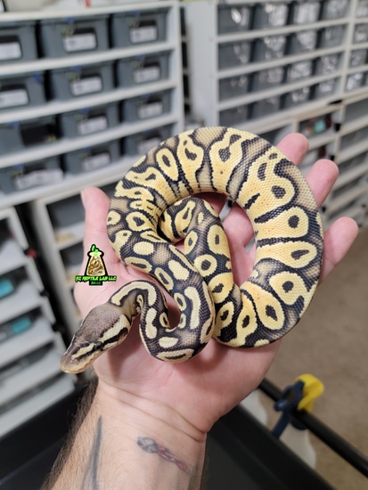 SALE Super Pastel DH Monarch Hypo Ball Python by KC Reptile Lab LLC