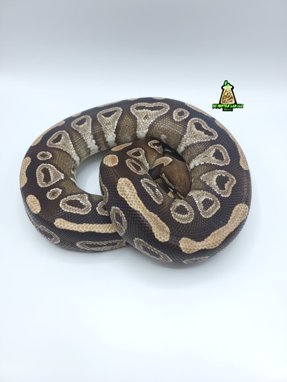 Mojave Het Monarch Ball Python by KC Reptile Lab LLC