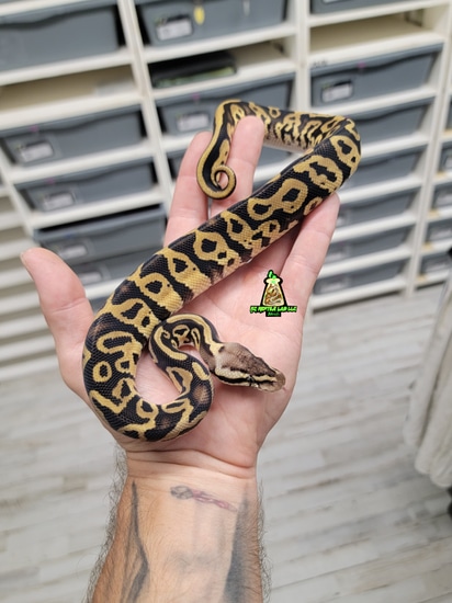 Black Adder Leopard Lemon Pastel Ball Python by KC Live Innovation