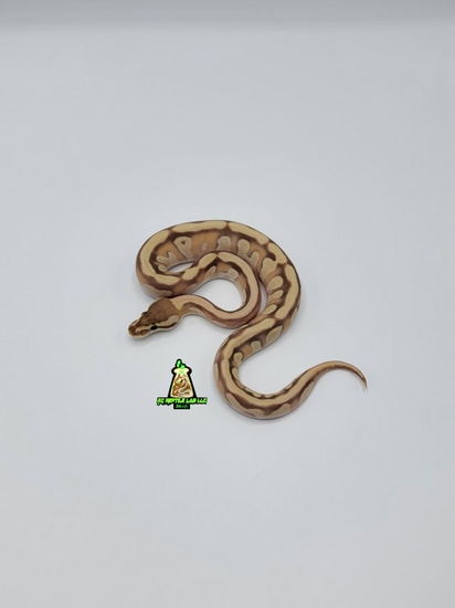 Enchi Mojave Fire 🔥 Yellowbelly Monarch Ball Python by KC Reptile Lab LLC