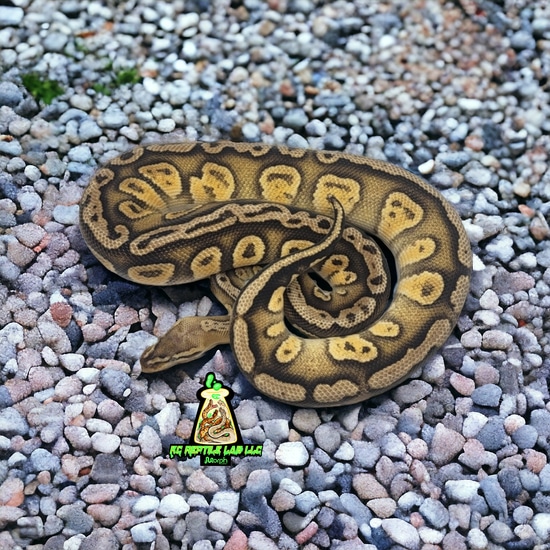 **NO RESERVE** Furrow Cypress Lemon Pastel Ball Python by KC Live Innovation
