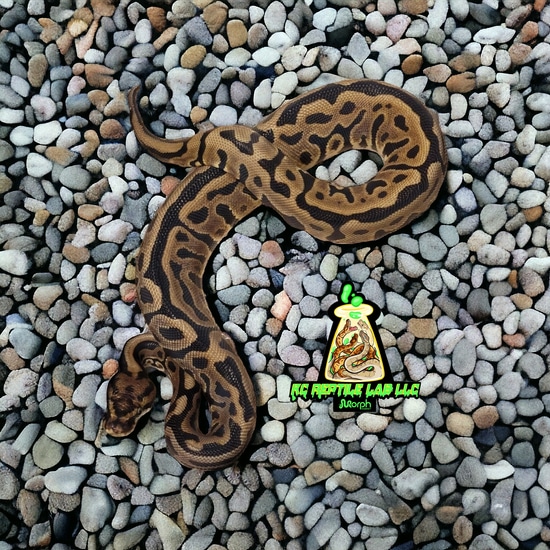 Leopard Spotnose Het Desert Ghost F2 Ball Python by KC Live Innovation