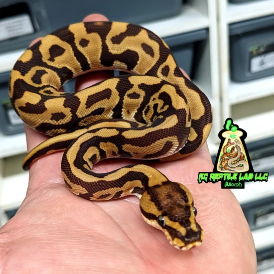 Leopard Monarch 66% Het Clown Ball Python by KC Live Innovation