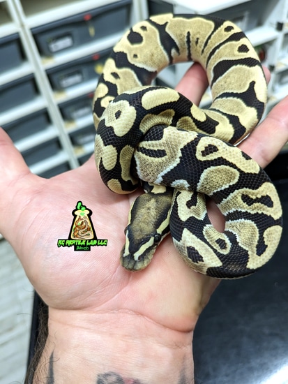 Desert Ghost Ball Python by KC Live Innovation