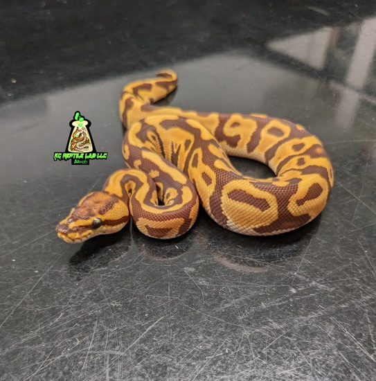 Leopard Monarch 66% Het Clown Ball Python by KC Reptile Lab LLC