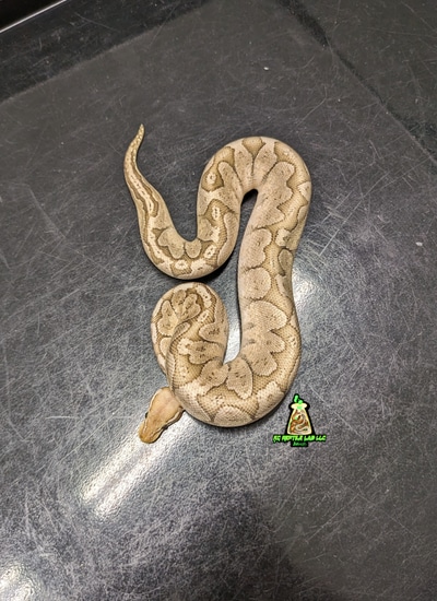 Furrow Bamboo Lemon Pastel Ball Python by KC Live Innovation